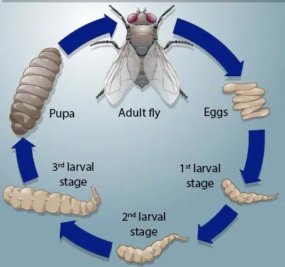 Life Cycle of House Fly - Care Taker