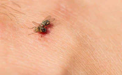 Life Cycle of House Fly – Care Taker