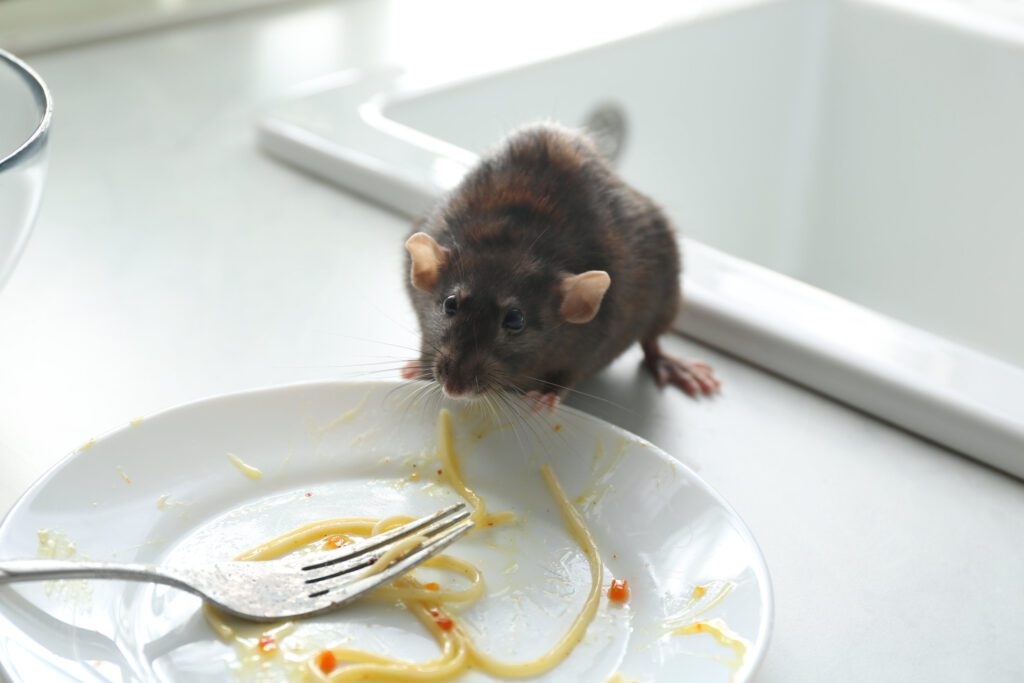 Controlling Rodent Infestations: Effective Strategies from Care Taker ...